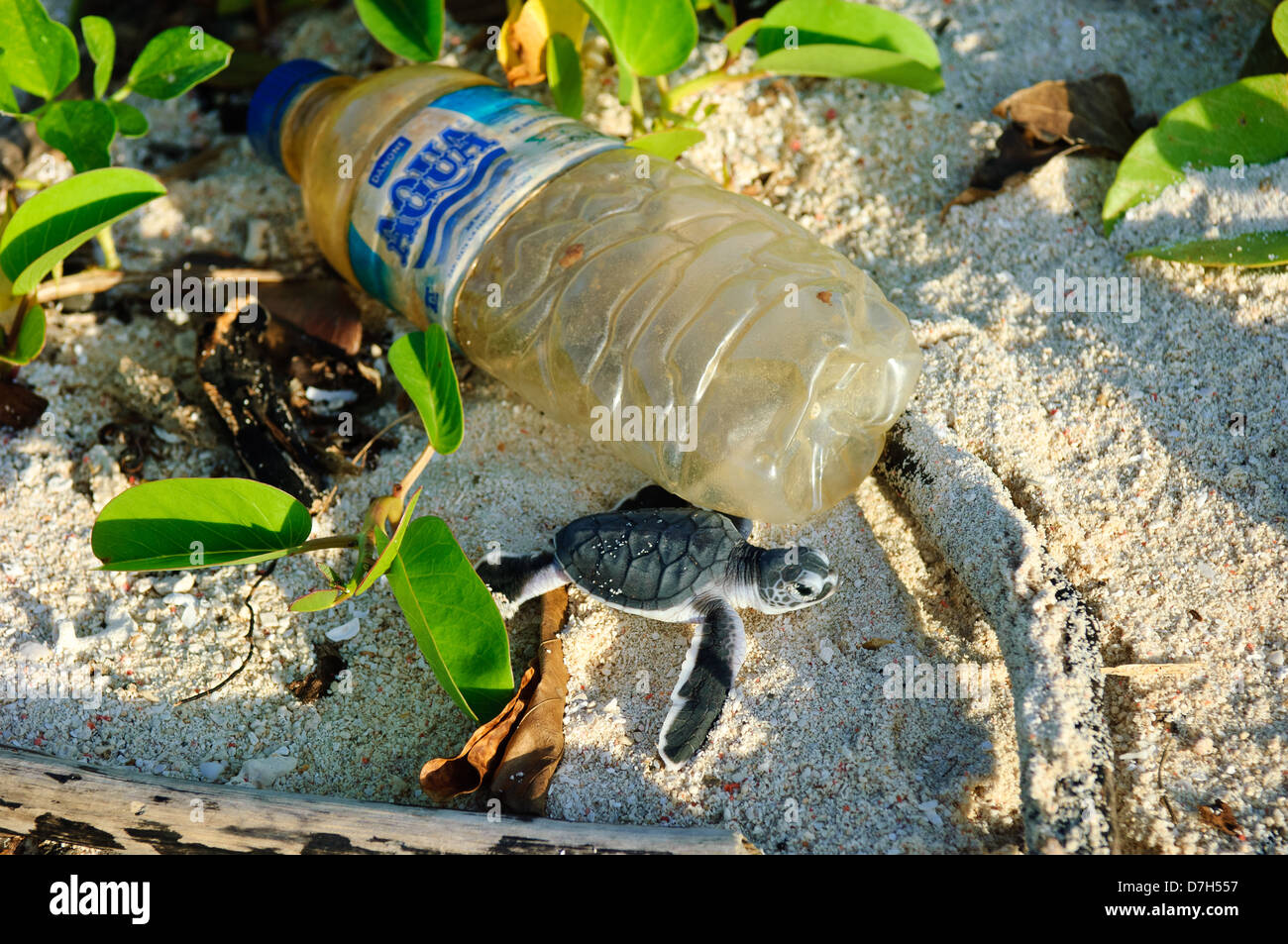 Green turtle hatchling crawling past a plastic bottle on a beach ...