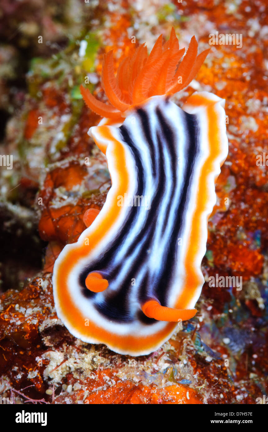 Magnificent chromodoris nudibranch, Maratua, Kalimantan, Indonesia ...