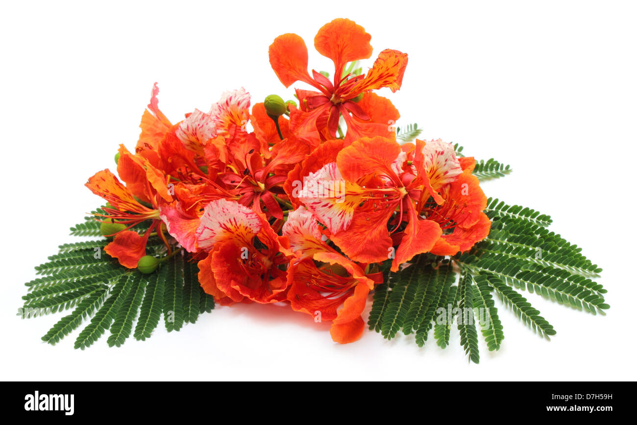 Delonix regia or Krishnachura with green leaves Stock Photo - Alamy