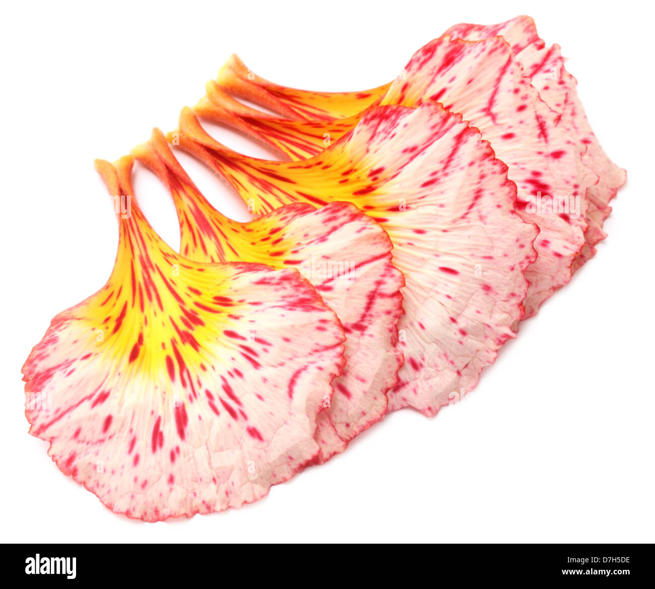 Krishnachura hi-res stock photography and images - Alamy