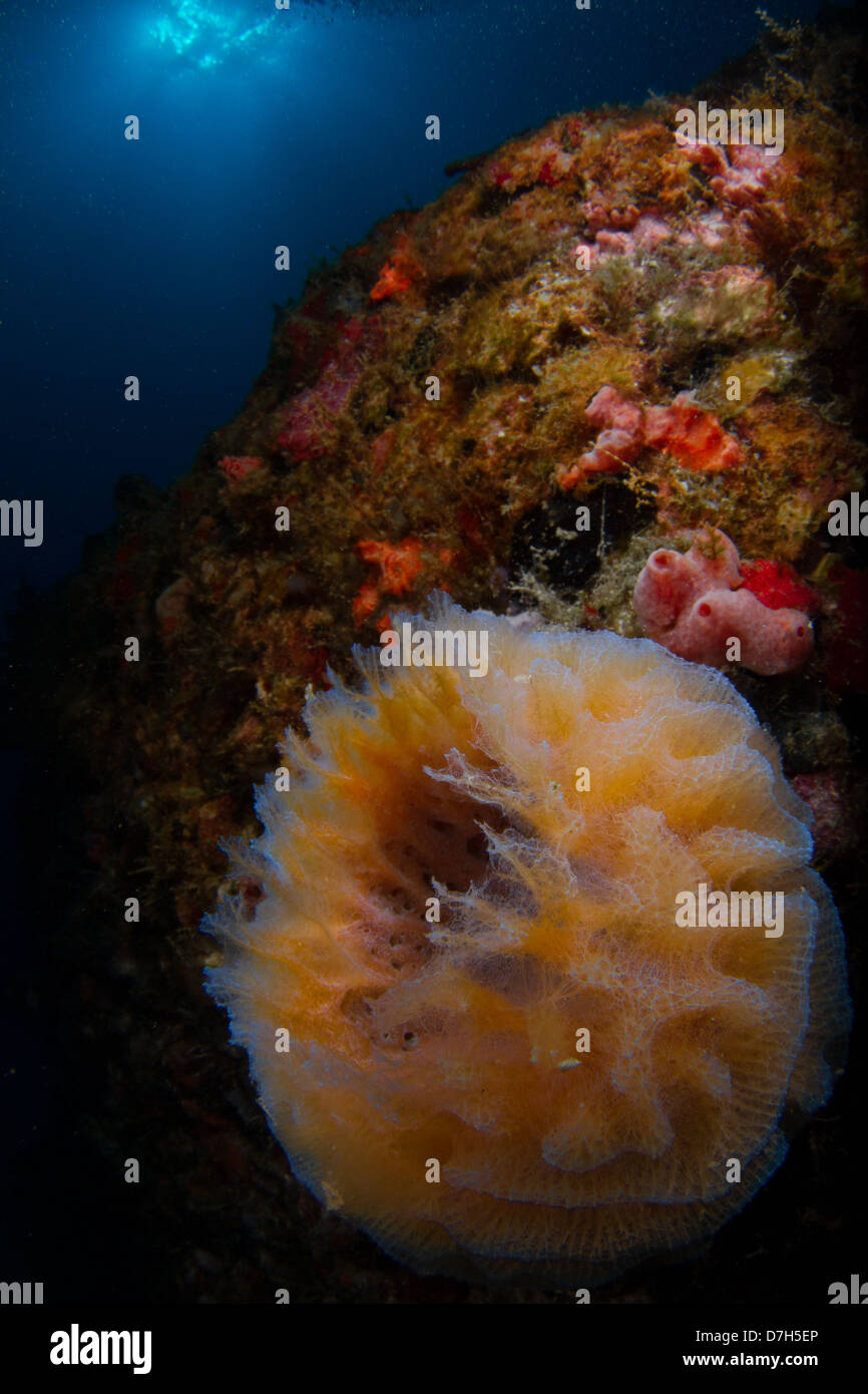 Azure vase sponge growing on the side of a South Florida wreck off of ...