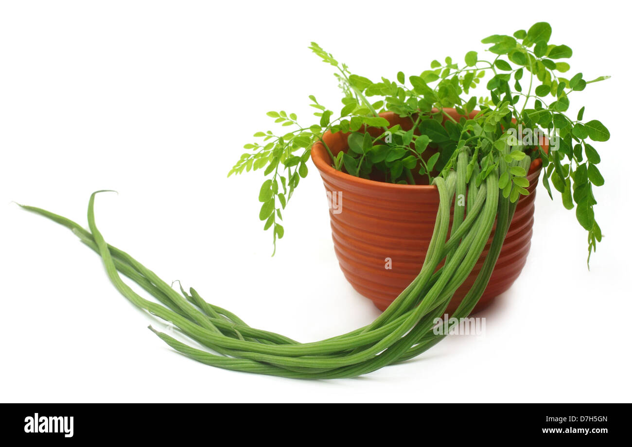 Moringa plant pot hi-res stock photography and images - Alamy