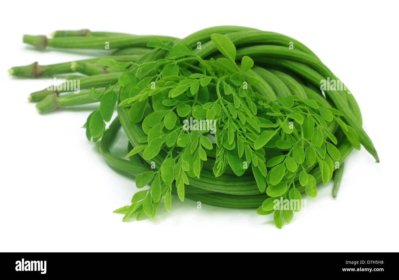 Moringa Oleifera or sonjna with fresh leaves Stock Photo - Alamy
