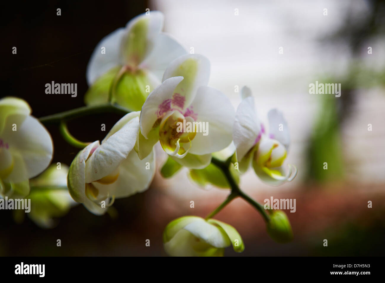 Closeup of delicate white orchid Stock Photo - Alamy