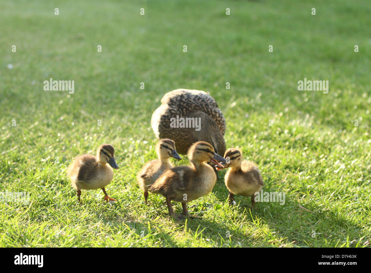 Norfolk, UK. 7th May 2013. Mother mallard duck nibbles on some grass as ...