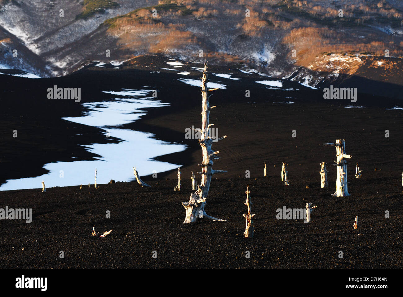 Dead trees, dry grass and fresh snow on Tiatia Volcano at the Pacific ...