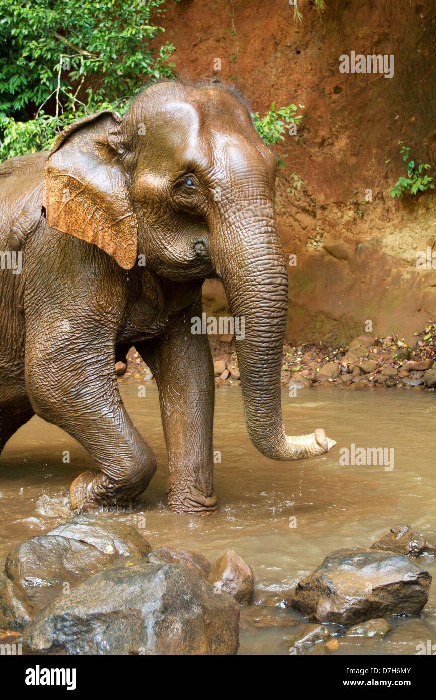 Asian Elephant, Cambodia Stock Photo - Alamy