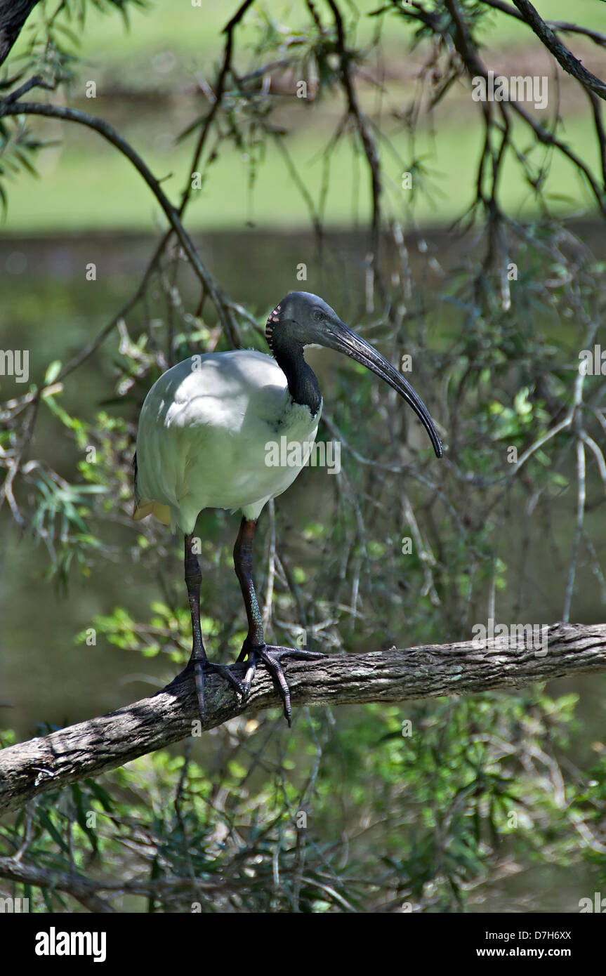 Ibis bird australia hi-res stock photography and images - Alamy