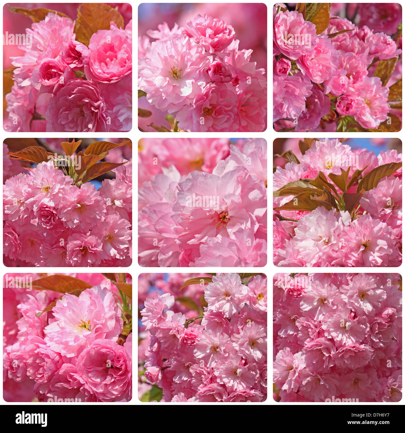 collage with photos of pink japanese cherry tree blossom Stock Photo ...