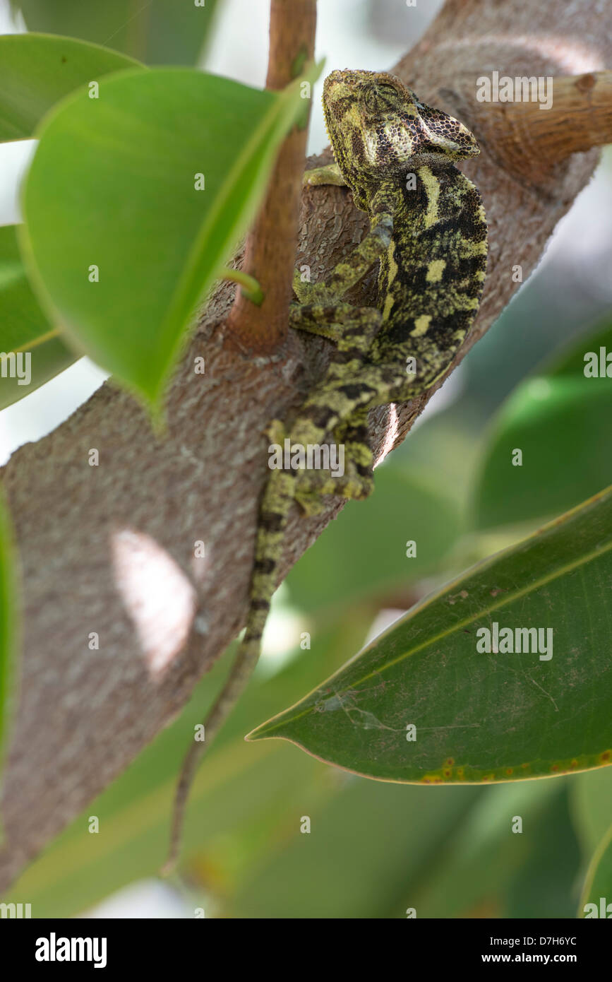 Chameleon in a tree in Galilee, Israel Stock Photo - Alamy