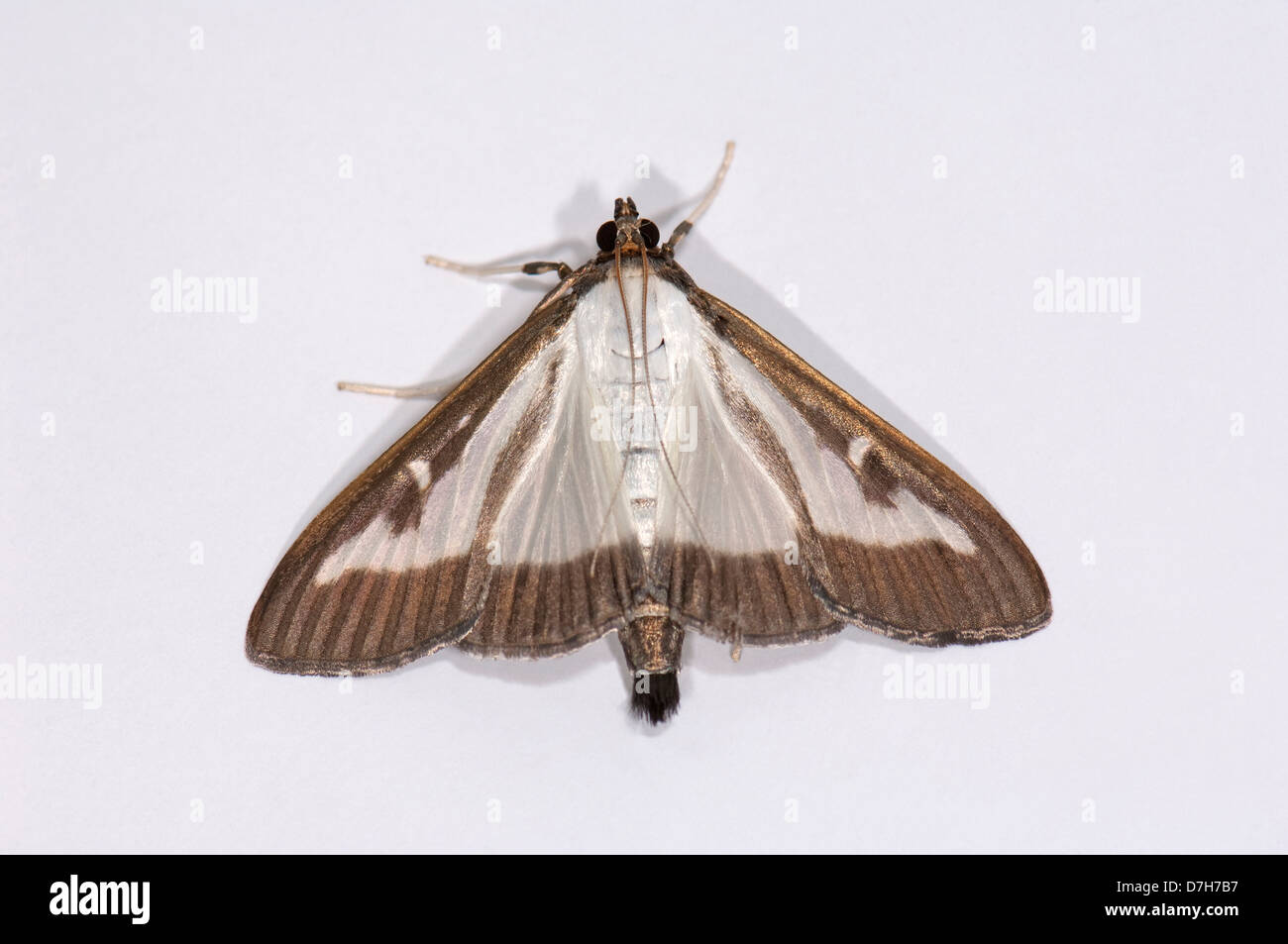 Box Tree Moth Cydalima perspectalis adult male Studio picture against ...