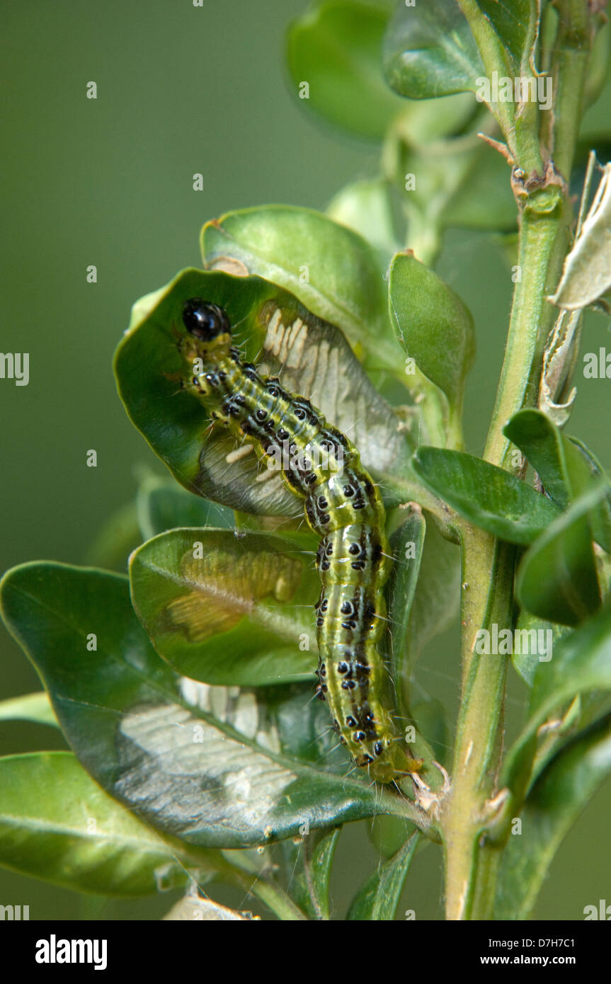 Box Tree Moth (Cydalima perspectalis). Caterpillar eating Boxwood ...