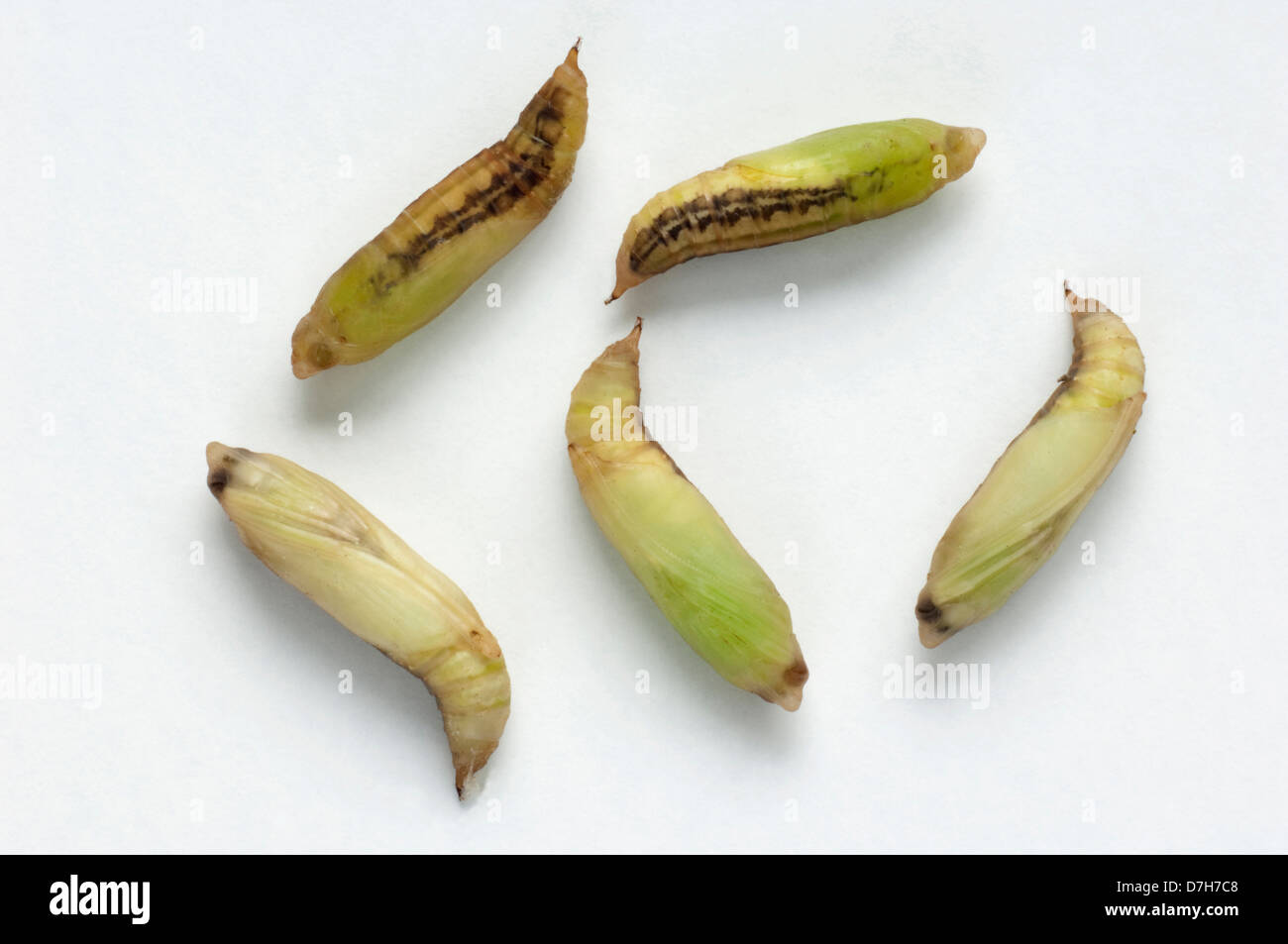 Box Tree Moth Cydalima perspectalis Five pupae Studio picture against ...