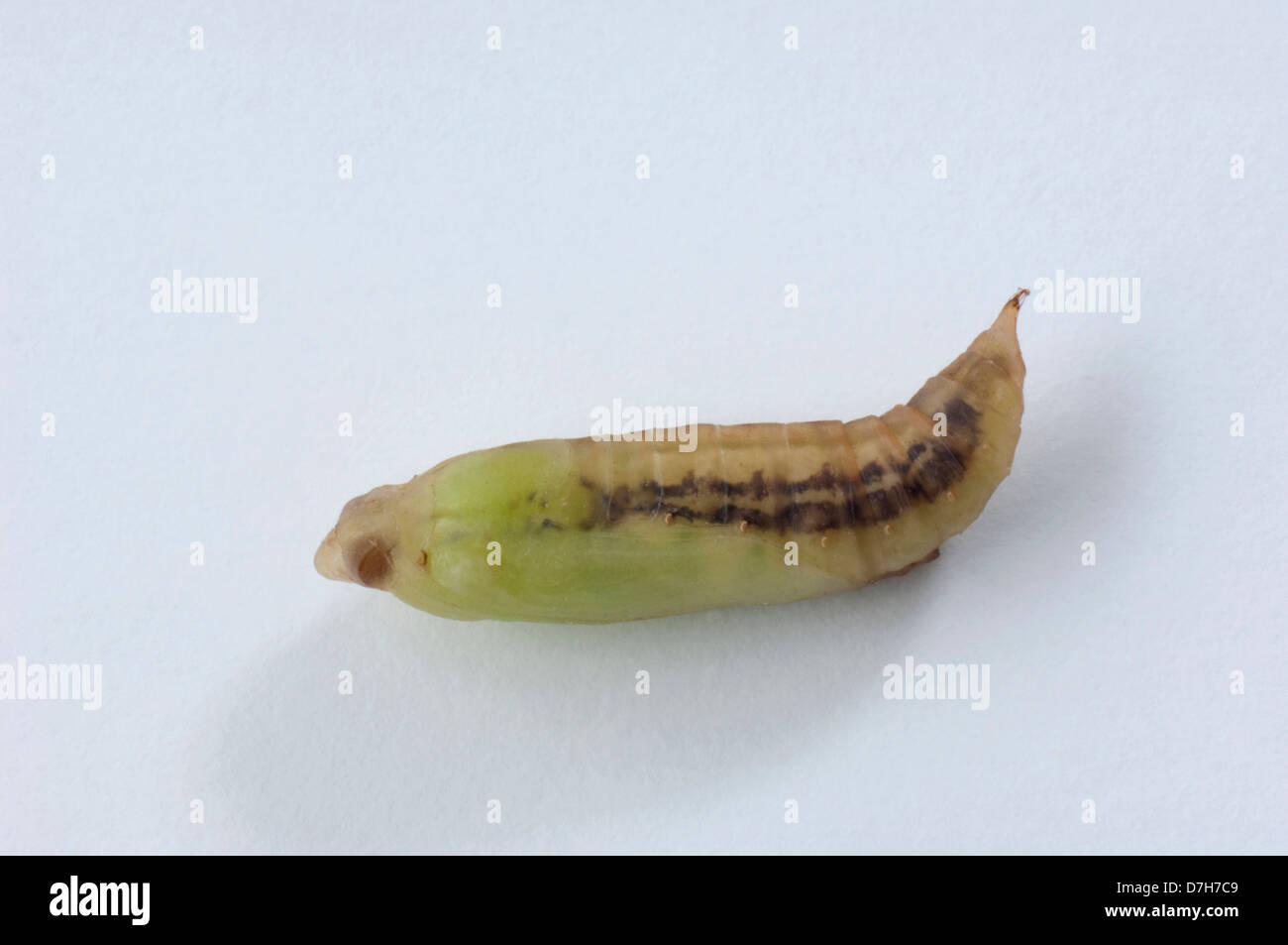 Buxus tree cutout hi-res stock photography and images - Alamy