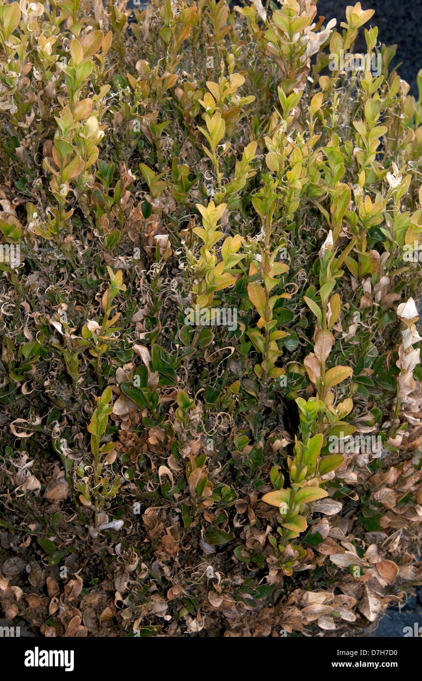 Box Tree Moth (Cydalima perspectalis). Boxwood (Buxus sempervirens ...