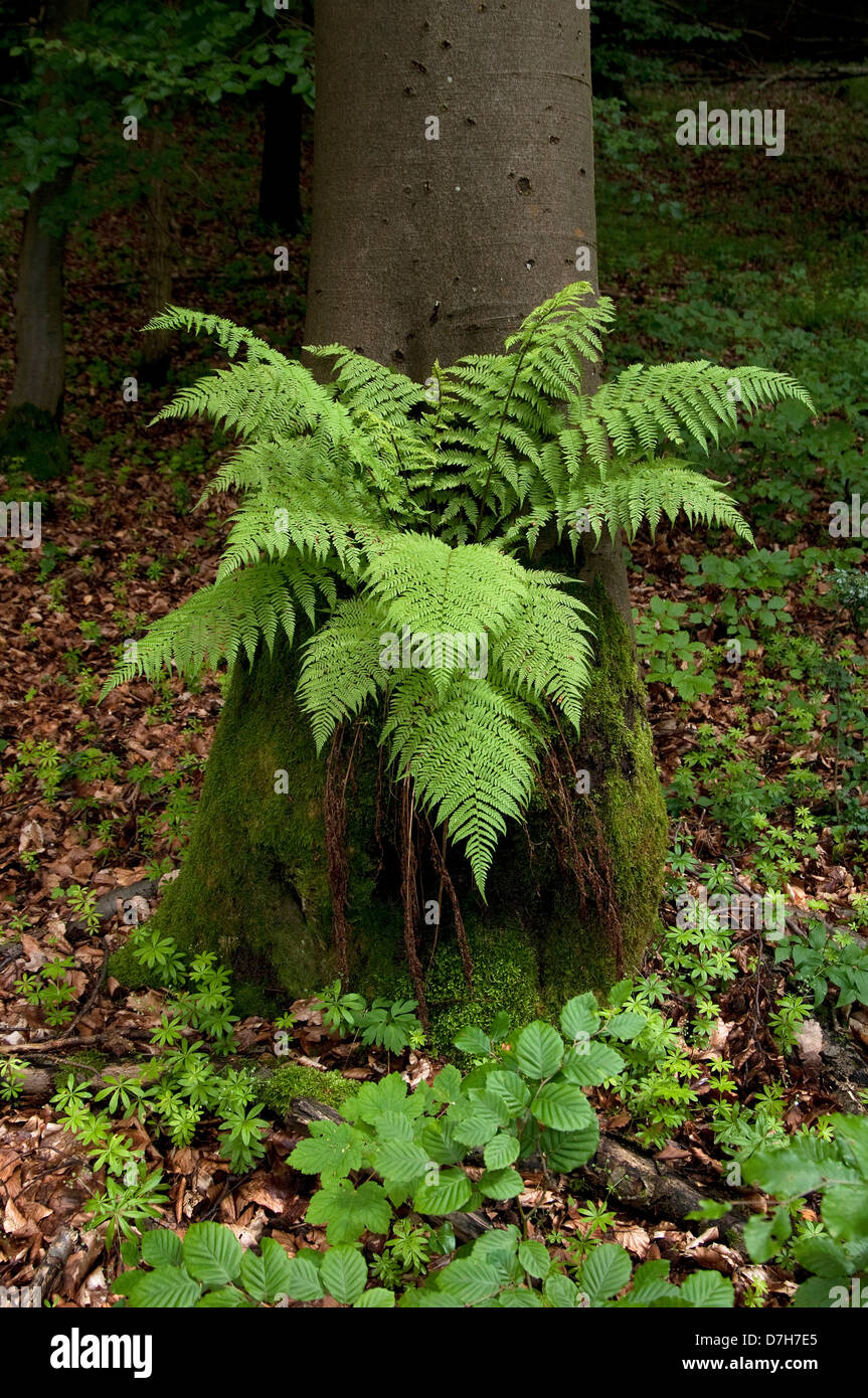 Common male fern dryopteris filix mas hi-res stock photography and ...