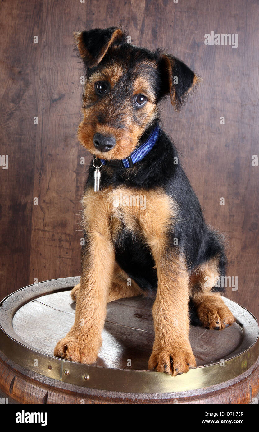 How Do I Choose An Airedale Puppy