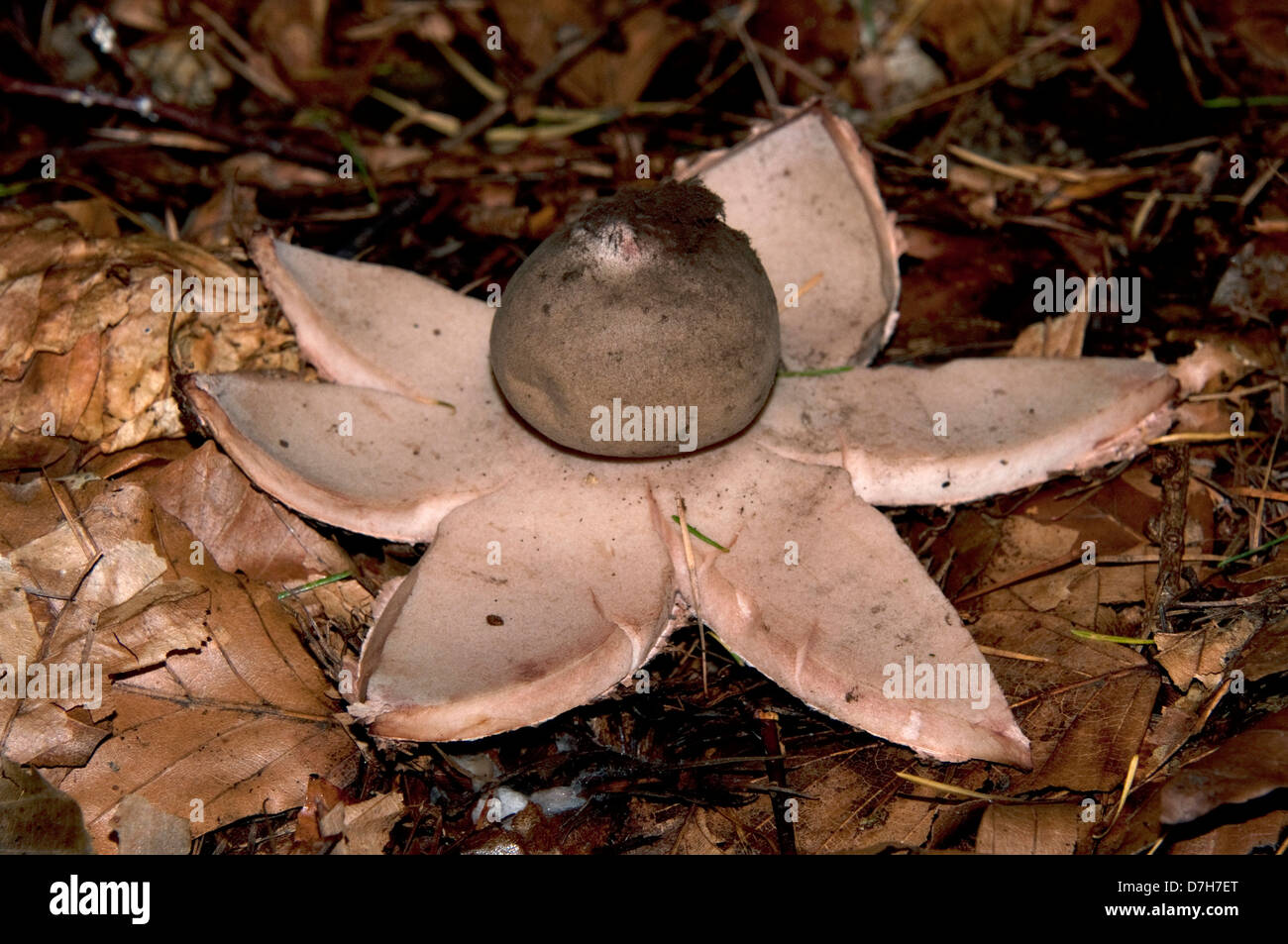 Collared Earthstar (Geastrum triplex), mature fruit body Stock Photo ...