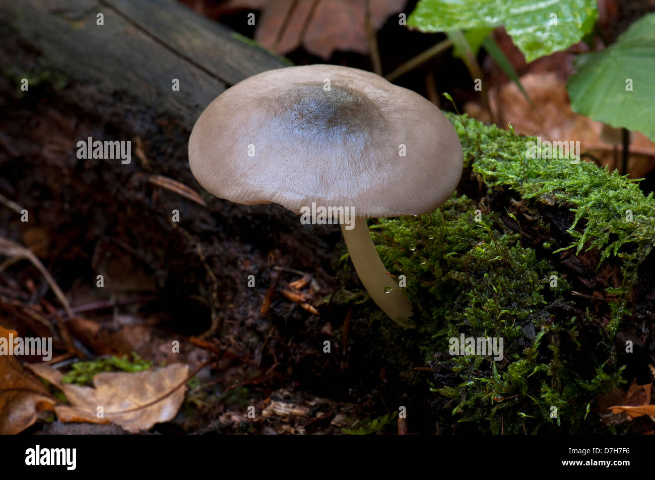 Knackers Crumpet (Pluteus salicinus), a hallucinogeric mushroom Stock ...