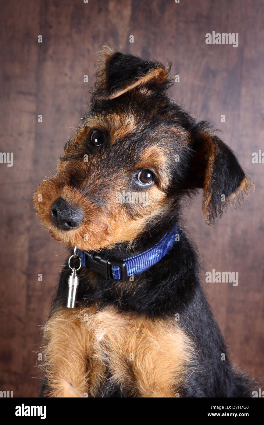 Airedale terrier dogs hi-res stock photography and images - Alamy