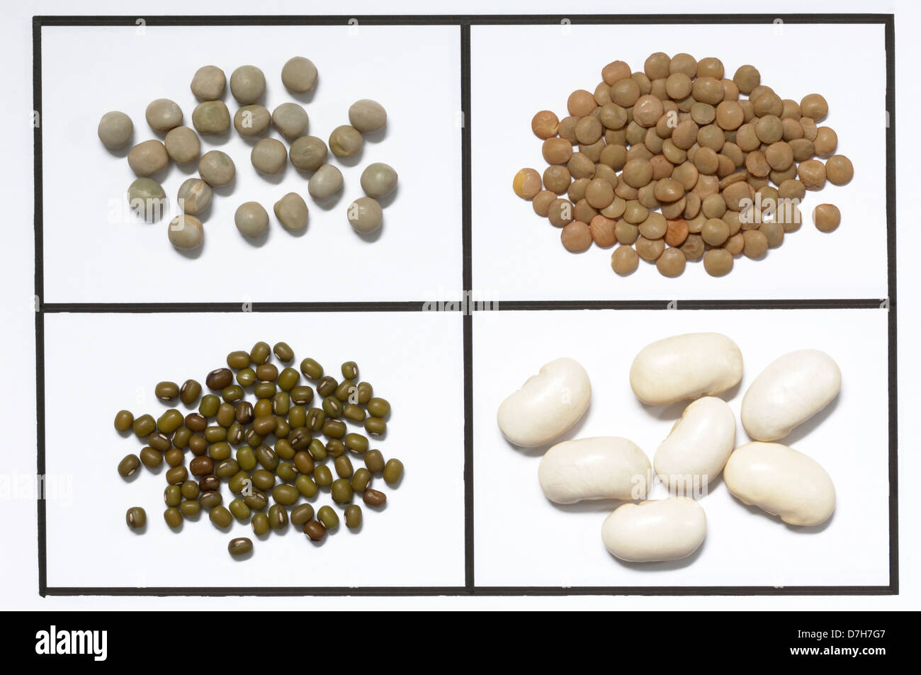 Assortment of legumes Peas Pisum sativum lentils Lens culinaris ...