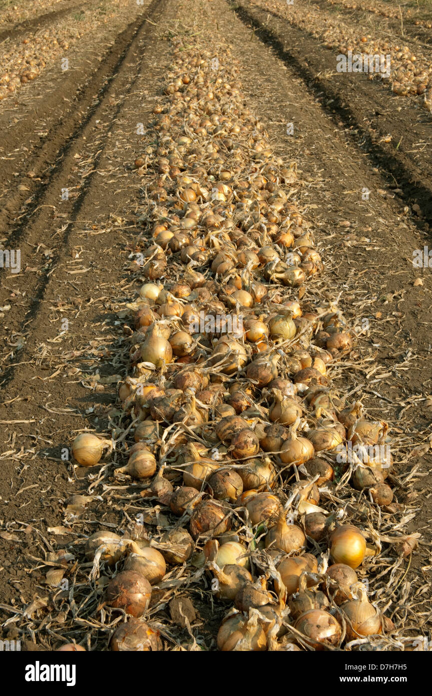 Garden Onion (Allium cepa). Freshly uprooted garden onions lying in ...