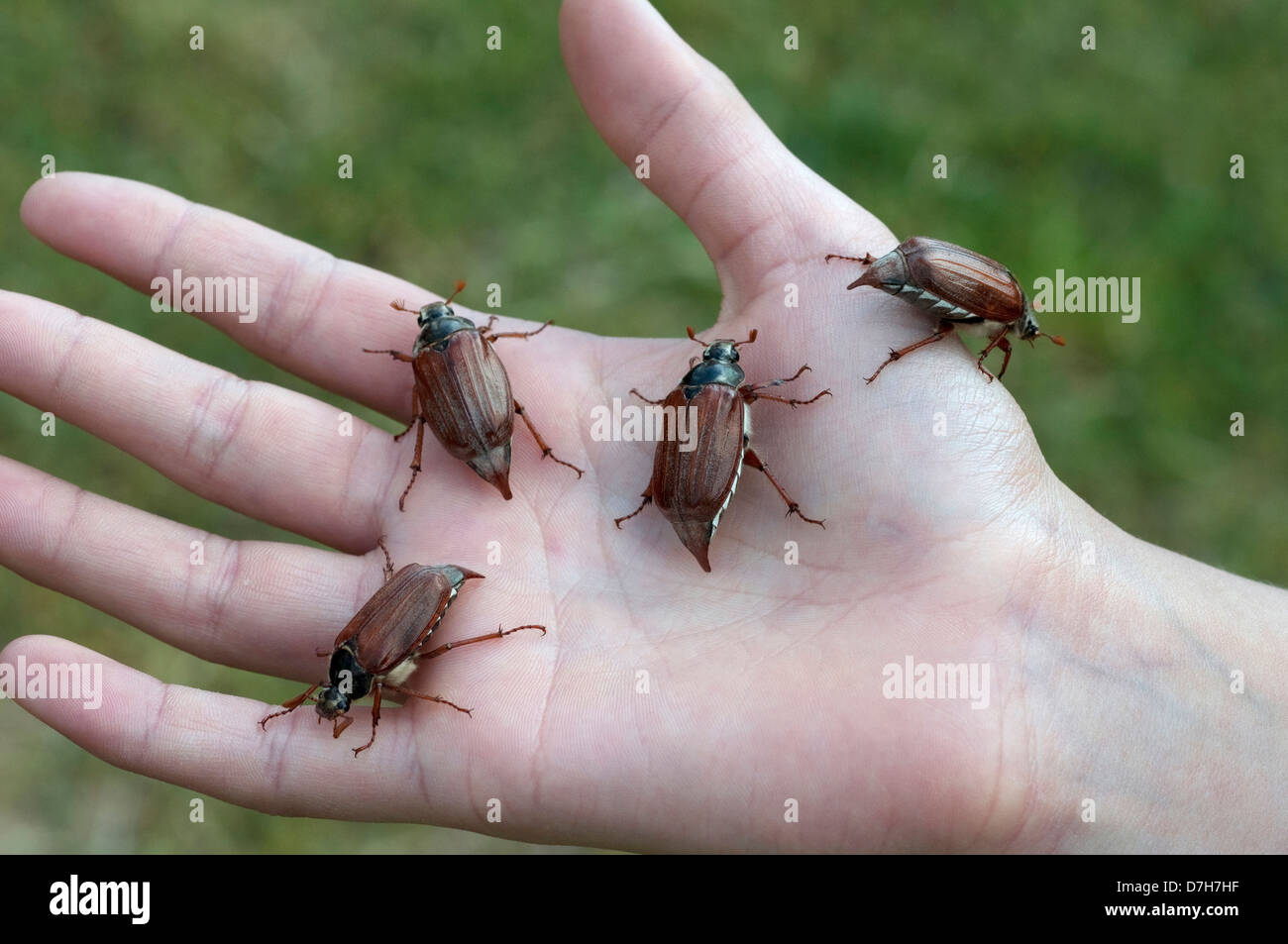 Common Cockchafer Maybug Melolontha melolontha Several individualsthe ...