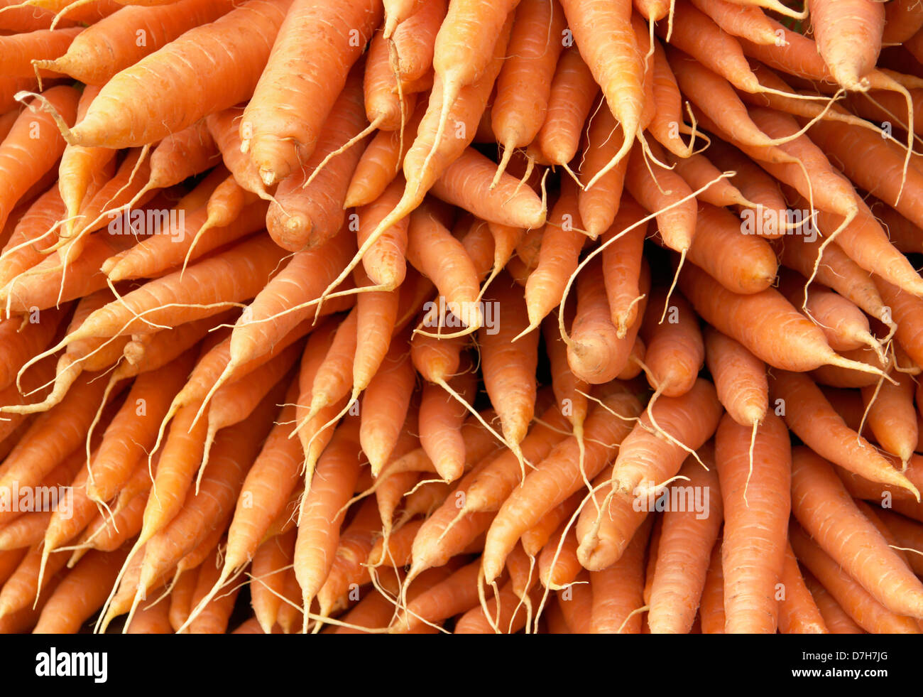 full frame background with lots of raw carrots Stock Photo - Alamy