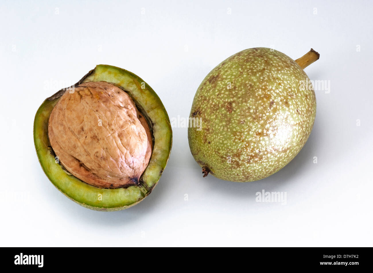 English Walnut Persian Walnut Juglans regia Whole halved fruit with ...