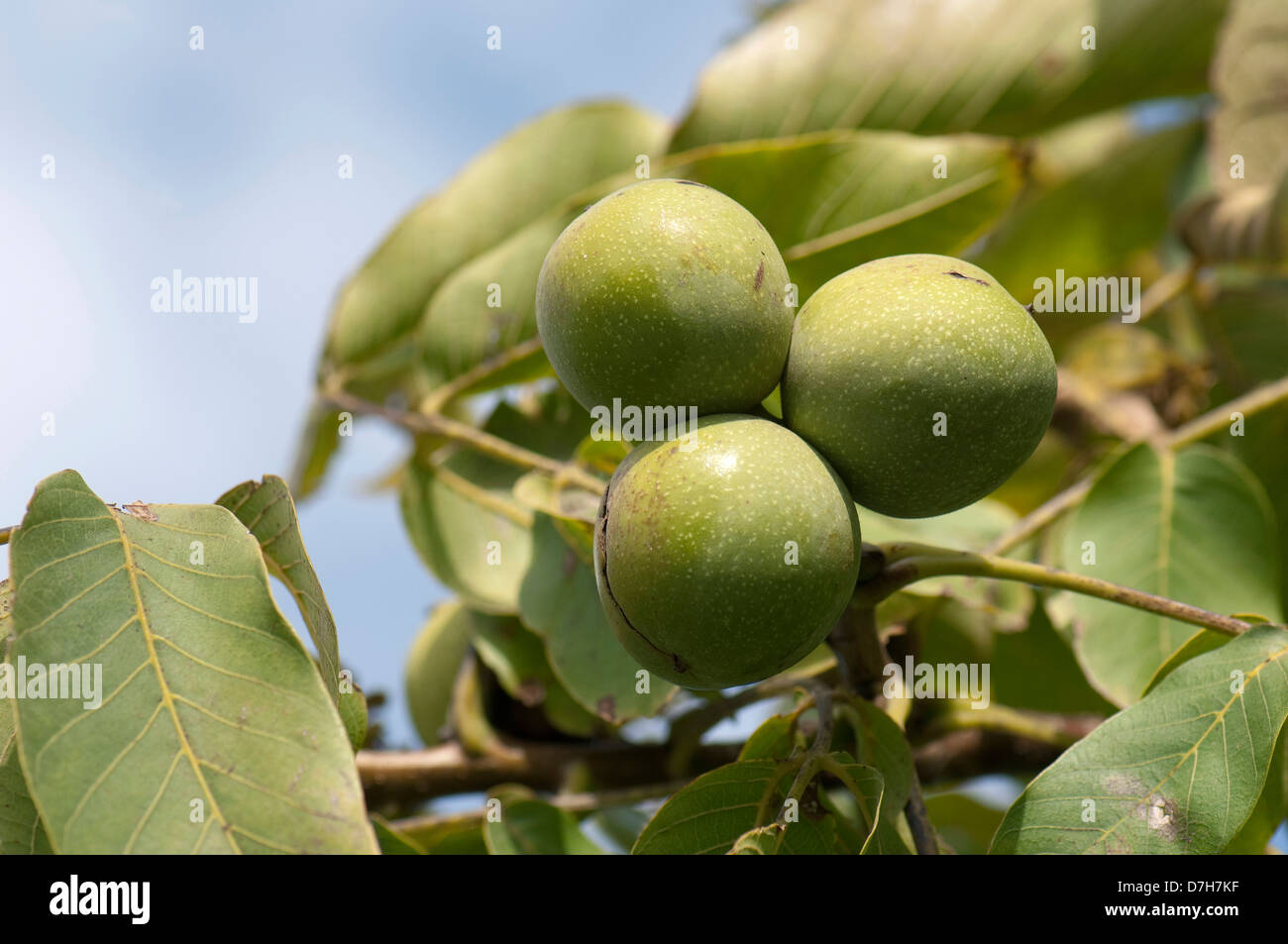 English Walnut, Persian Walnut (Juglans regia). Unripe fruit on a tree ...