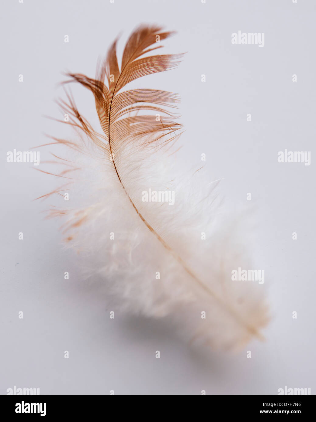 FEATHER CLOSE UP Stock Photo - Alamy