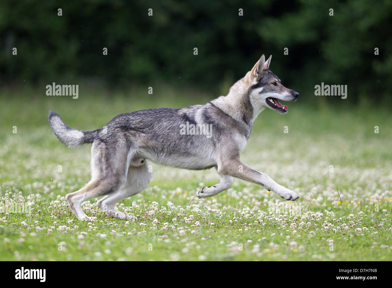 British Inuit Dog Adult male running flowering meadow Stock Photo - Alamy