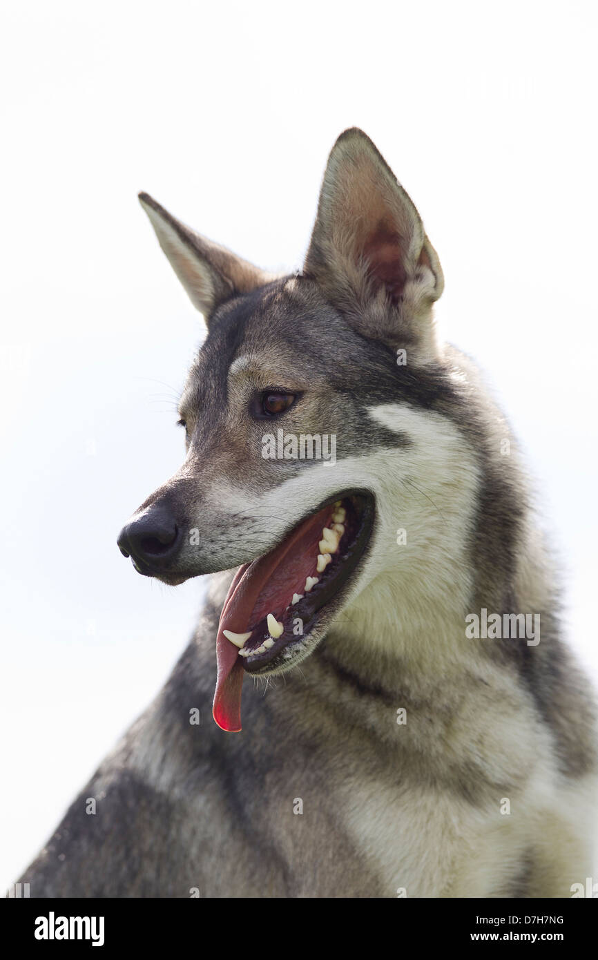 British Inuit Dog Portrait of adult Stock Photo - Alamy