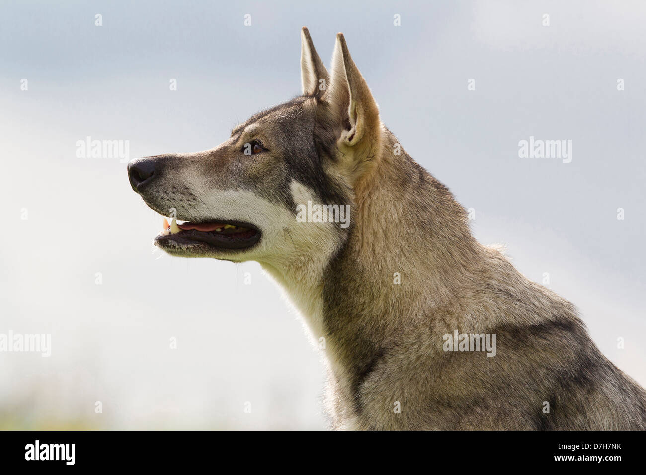 British Inuit Dog Portrait of adult Stock Photo - Alamy