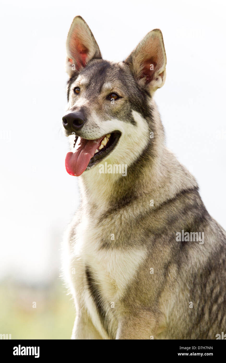 British Inuit Dog Portrait of adult Stock Photo - Alamy