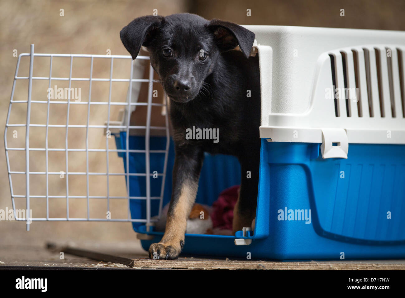 Mixed-breed dog Puppy coming out from pet carrier Stock Photo - Alamy