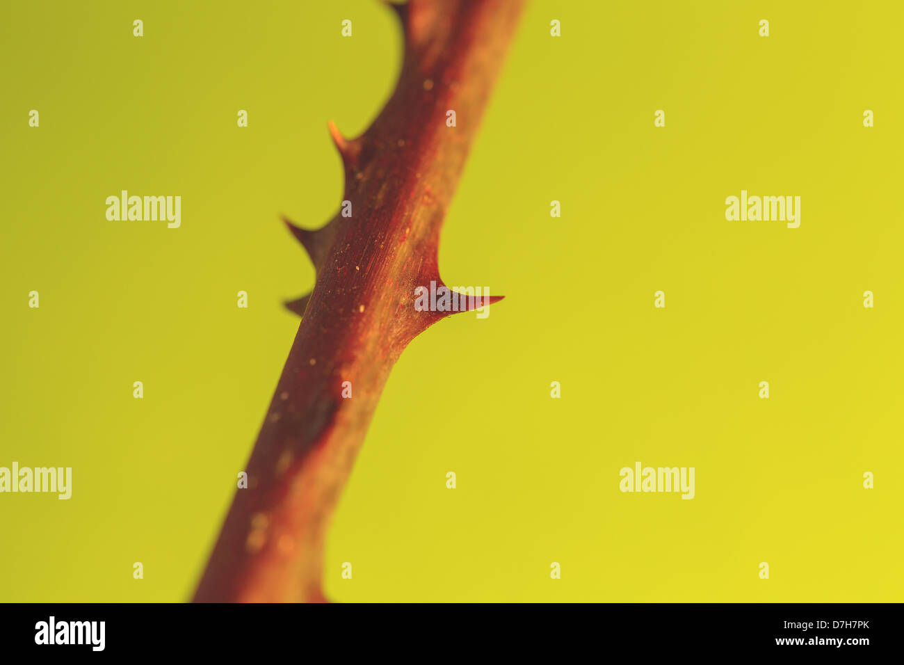 Thorn background hi-res stock photography and images - Alamy