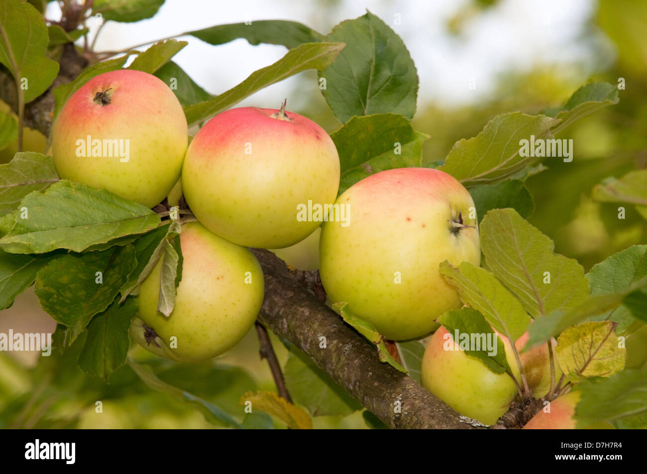 Royal jubilee rose hi-res stock photography and images - Alamy