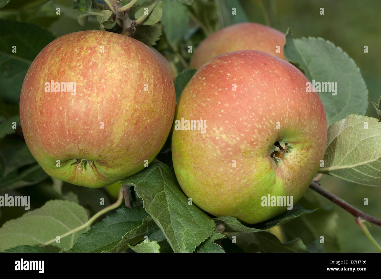 Apple (Malus domestica), variety: Red Belle de Boskoop, fruit on tree ...
