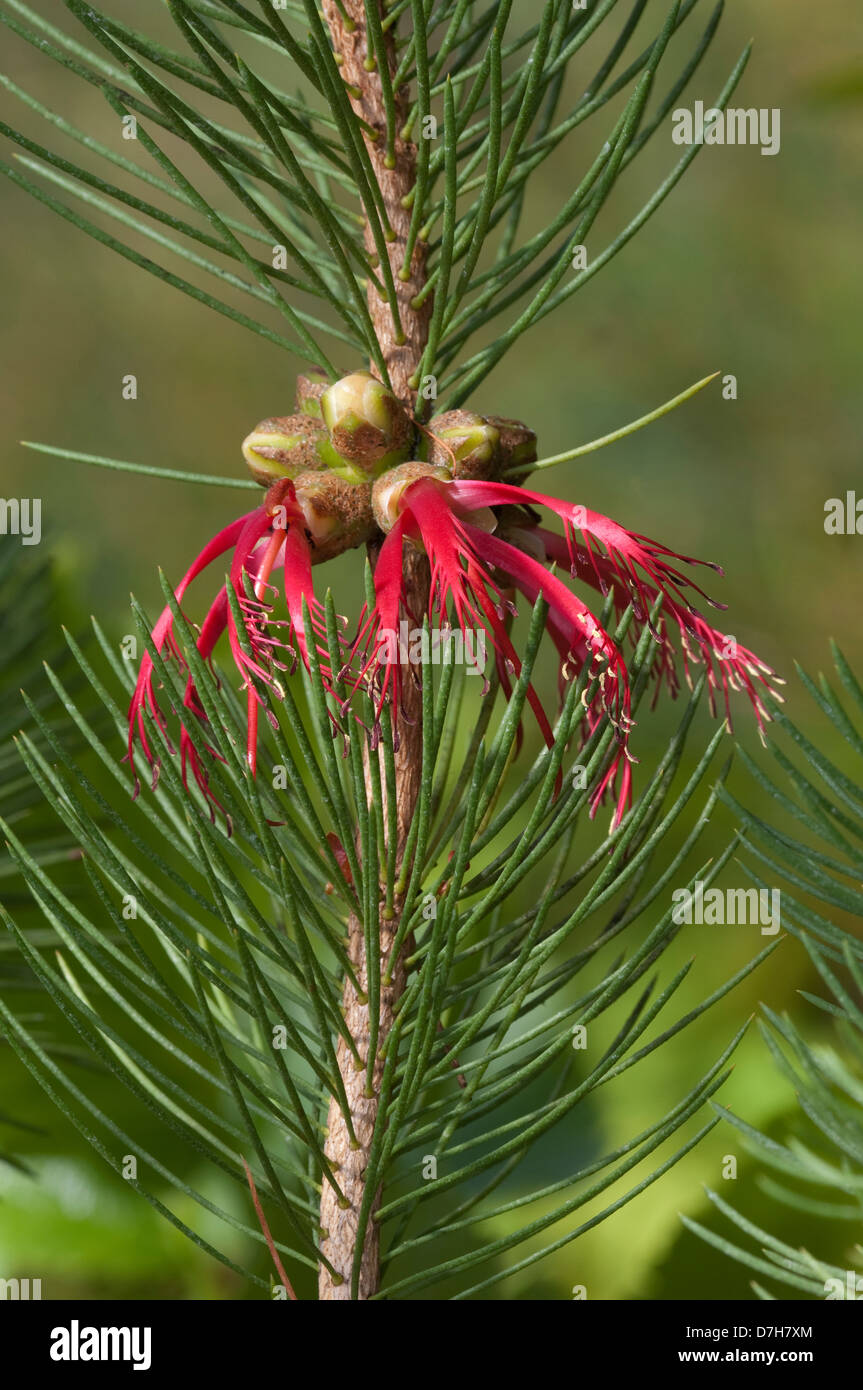 Barrens Claw-flower (Calothamnus validus), flowering twig Stock Photo ...