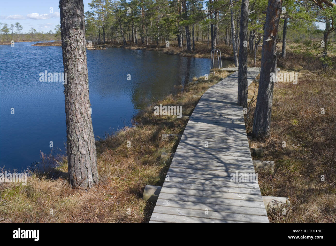Hiking Trail Swimming Pool In Tolkuse Bog, Pärnu County, Estonia ...