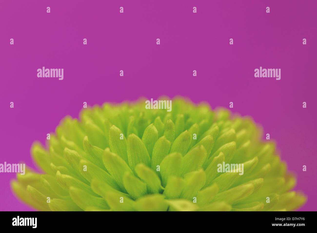 close up macro of green button spray chrysanthemum with purple ...