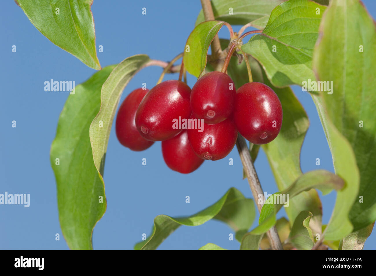 Cornelian Cherry (Cornus mas). Ripe fruit on a tree Stock Photo - Alamy