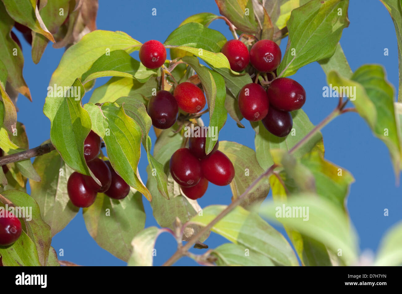 Cornelian Cherry (Cornus mas). Ripe fruit on a tree Stock Photo - Alamy