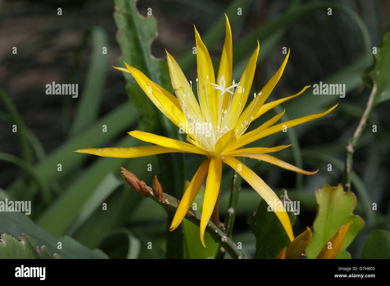 Mexican cactus (Disocactus macranthus), flower Stock Photo - Alamy