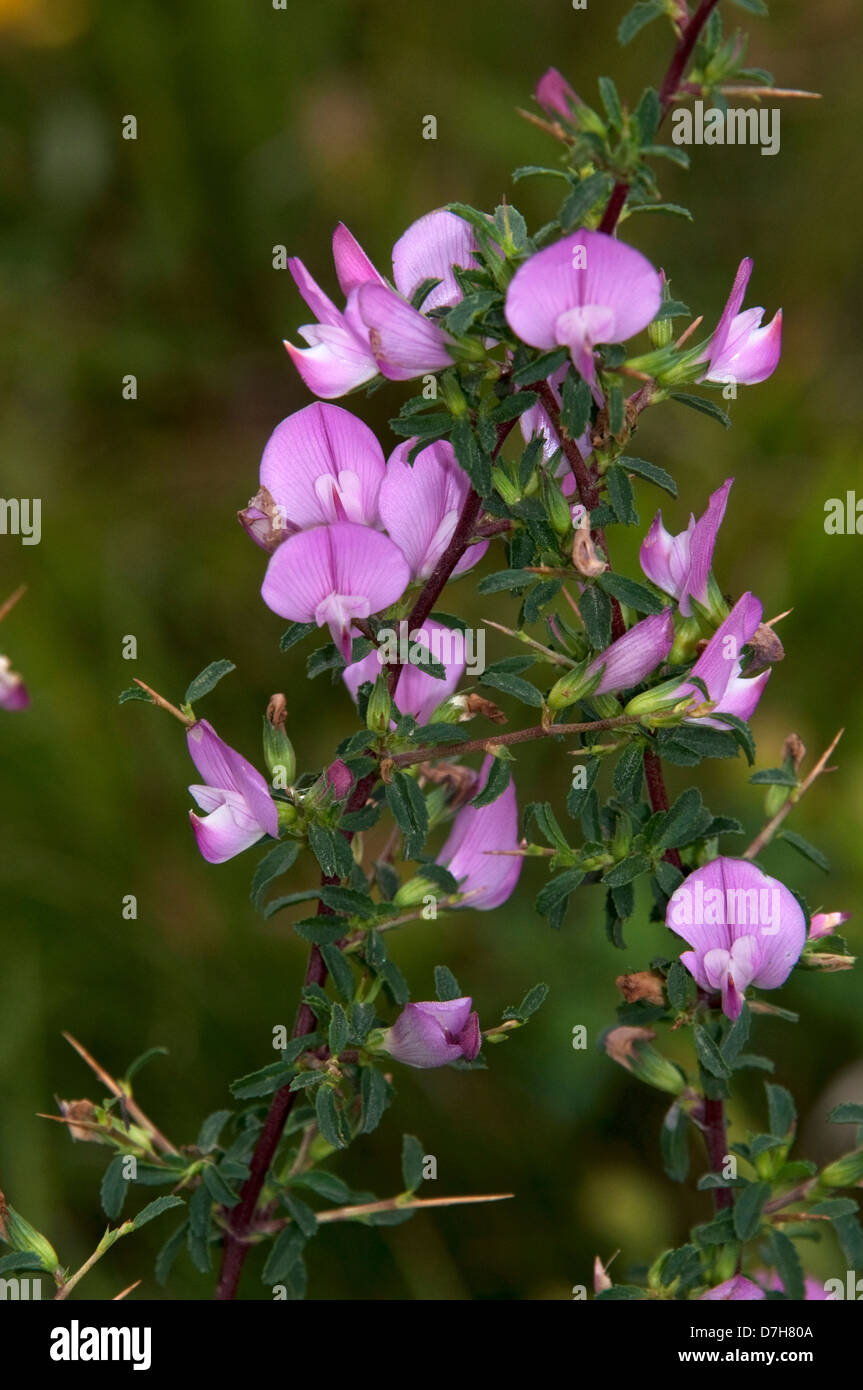 Spiny Restharrow (Ononis spinosa), flowering sprigs Stock Photo - Alamy