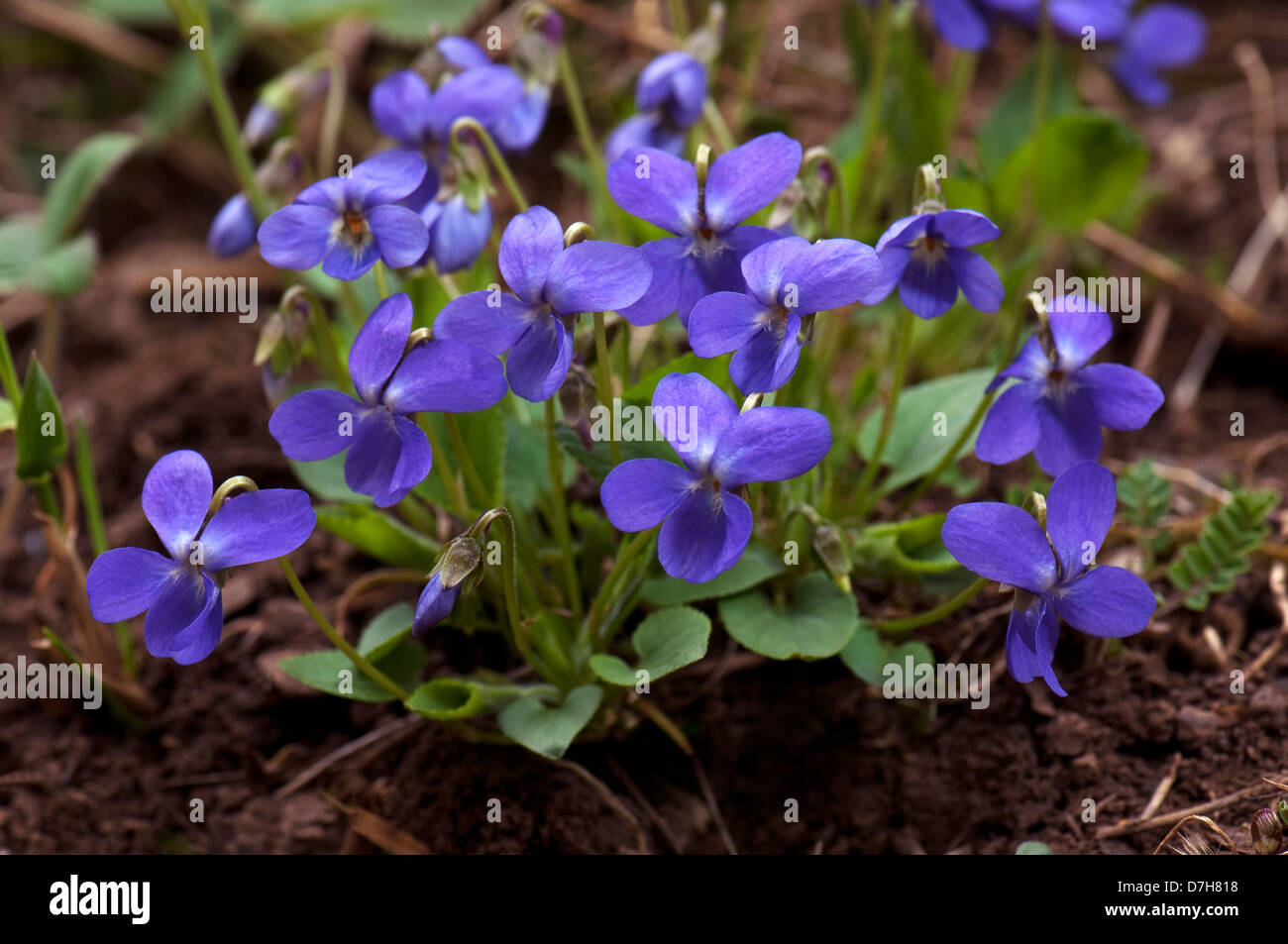Sweet Violet (Viola odorata), flowering plant Stock Photo - Alamy