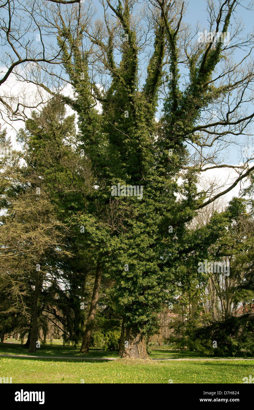 Common Ivy, English Ivy (Hedera helix) grow up the stem of a decidous ...