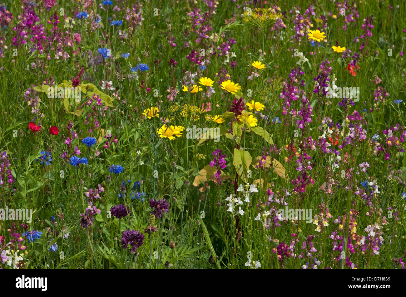 Colourful flowers on a meadow Stock Photo - Alamy