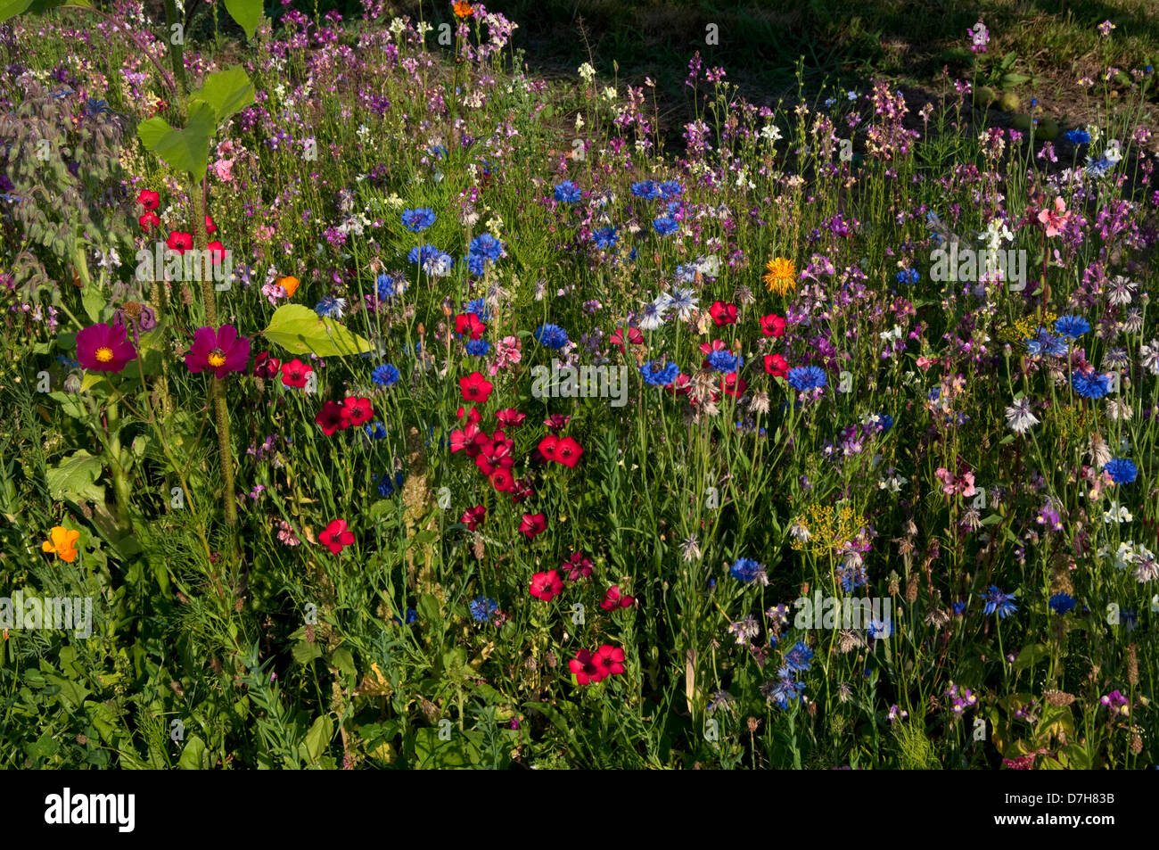 Colourful flowers on a meadow Stock Photo - Alamy